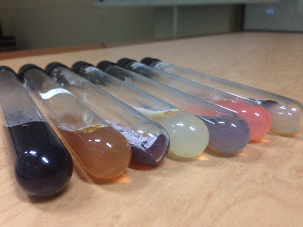 Graduate Programs - Microbiology